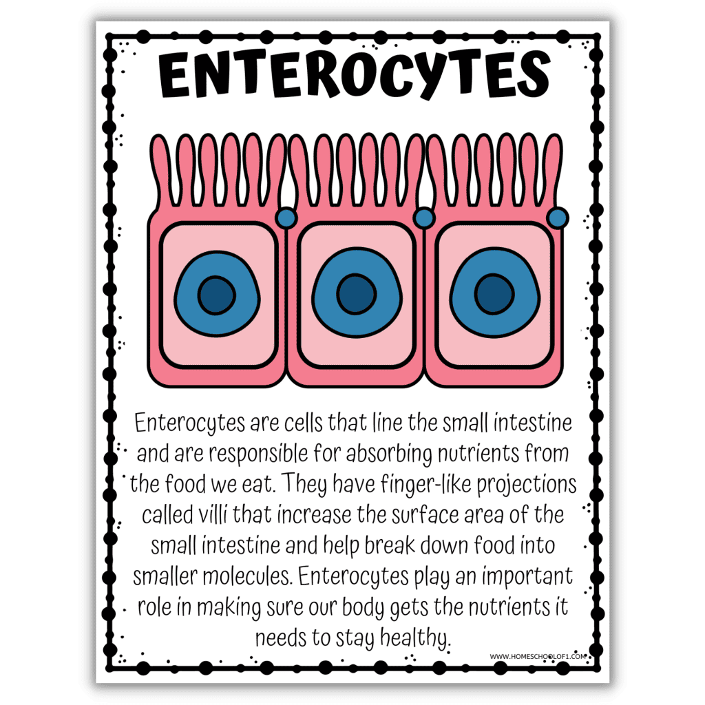 Human Cell Worksheet – Printable Science Pack