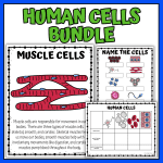 Human Cell Worksheet – Printable Science Pack