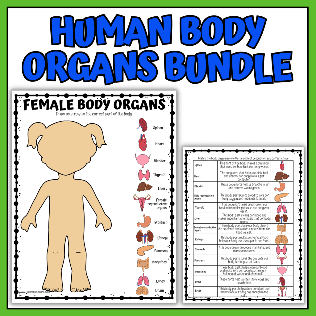Human Organs Worksheets (Labeling & Functions for Kids)