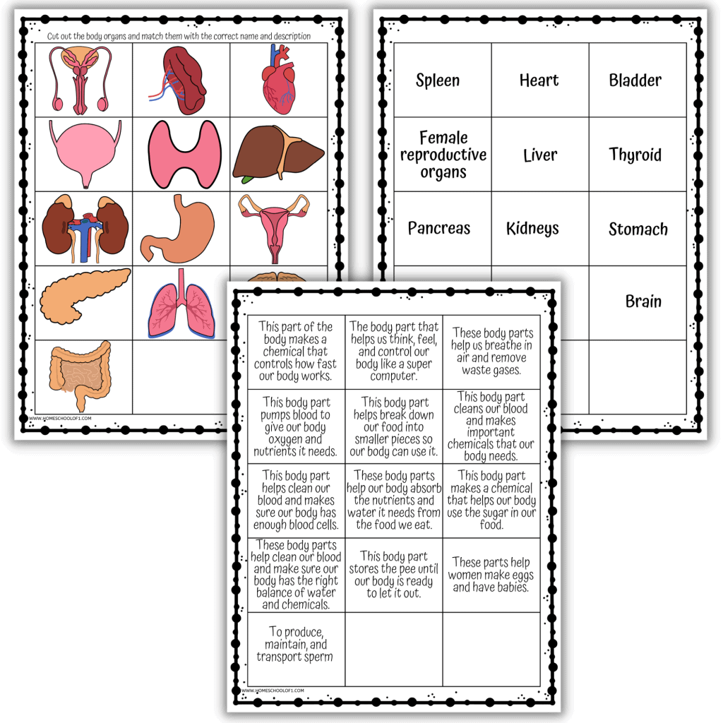 Human Organs Worksheets – Printable Anatomy Activities for Kids
