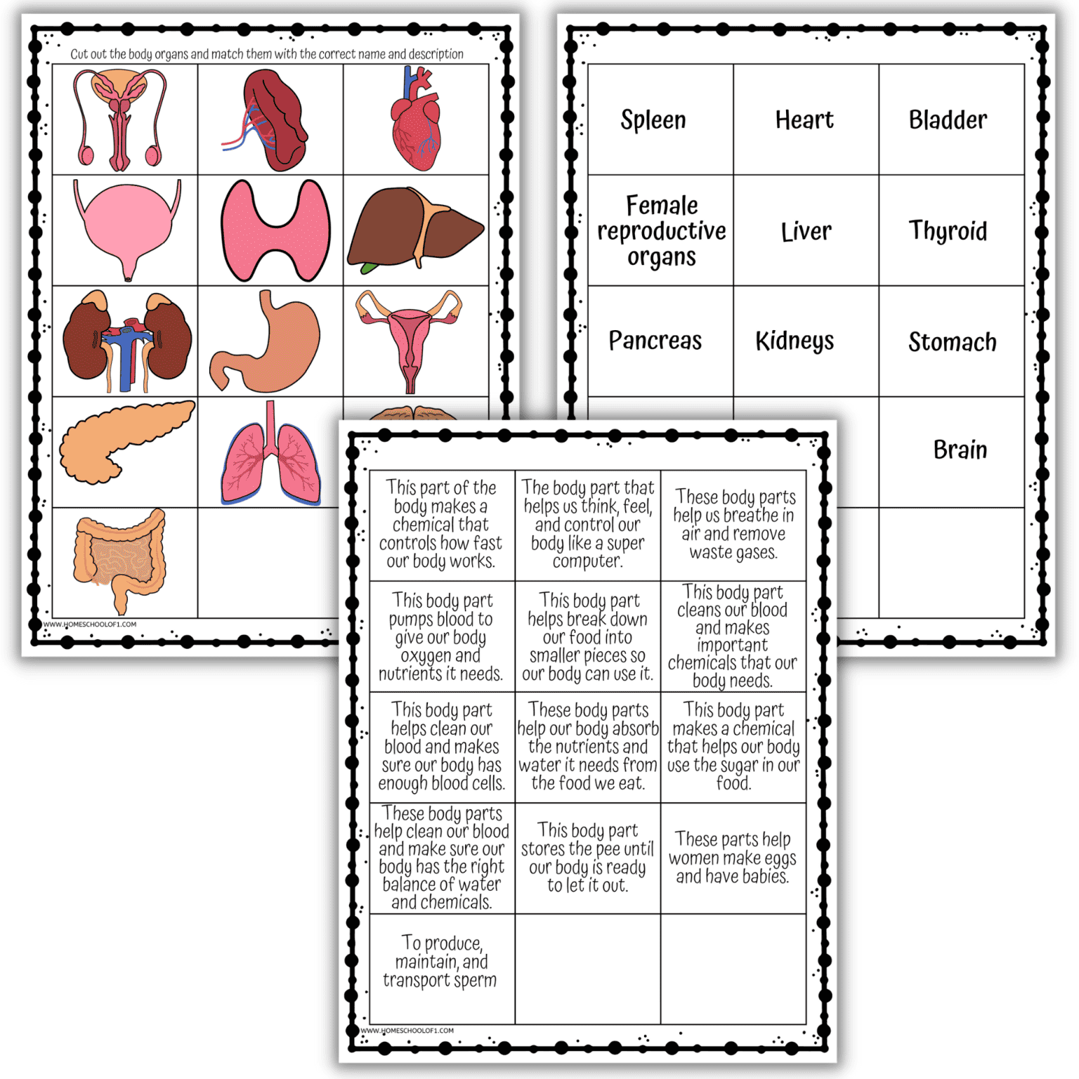 Human Organs Worksheets – Printable Anatomy Activities for Kids