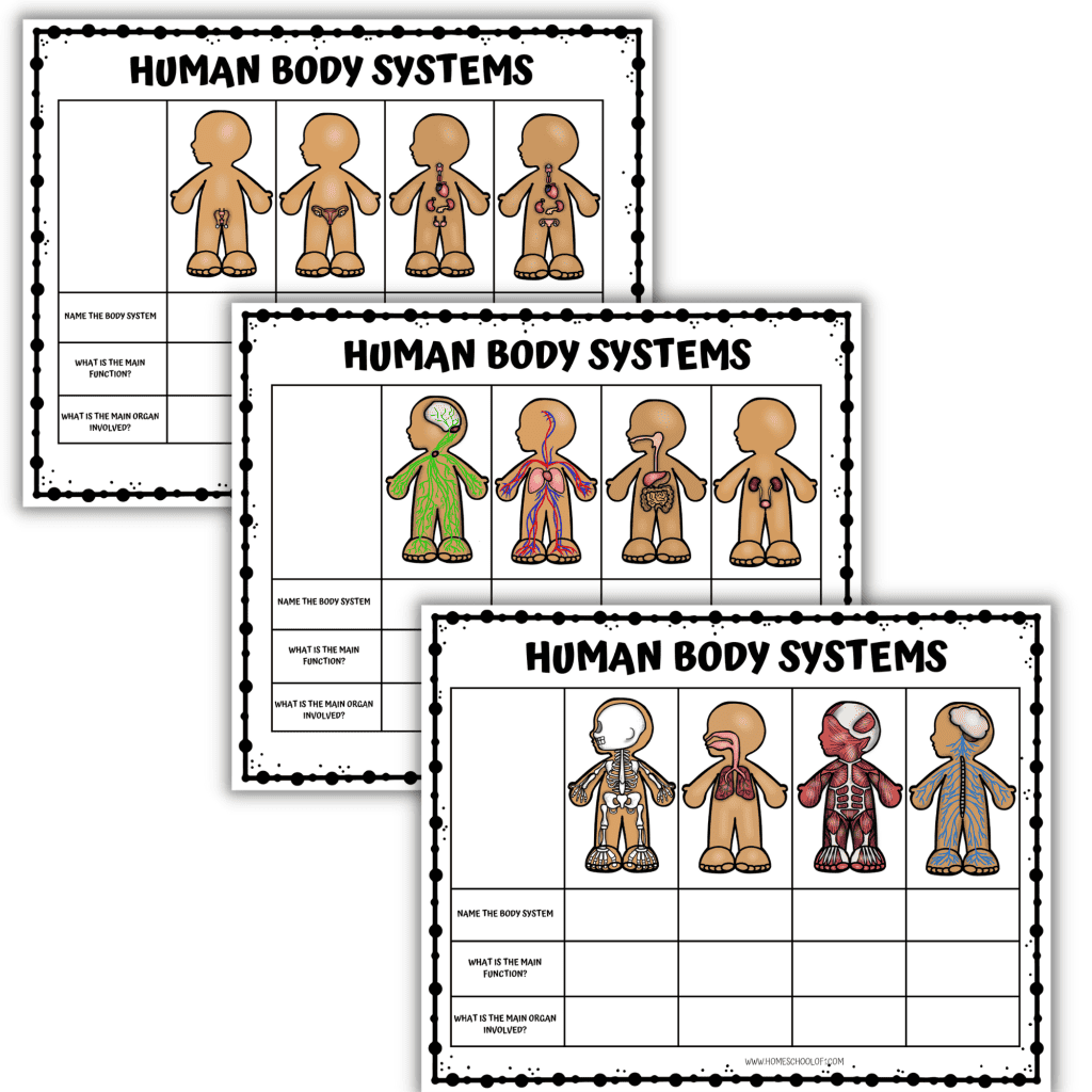 Human Body Worksheet Bundle | Learn About Organs, Cells, & Body Systems