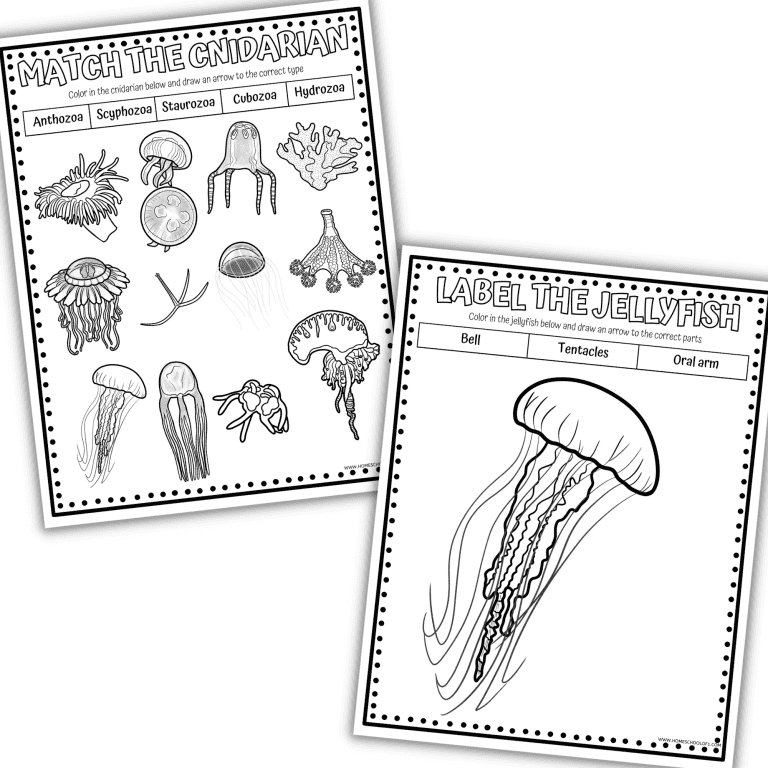 Cnidarians & Jellyfish Worksheets