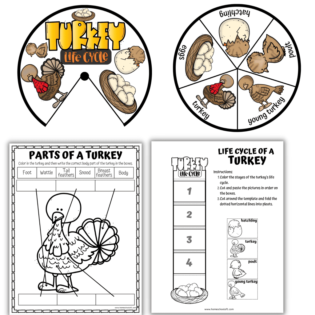 Life Cycle Worksheet Bundle – 23 Printable Units for Kids
