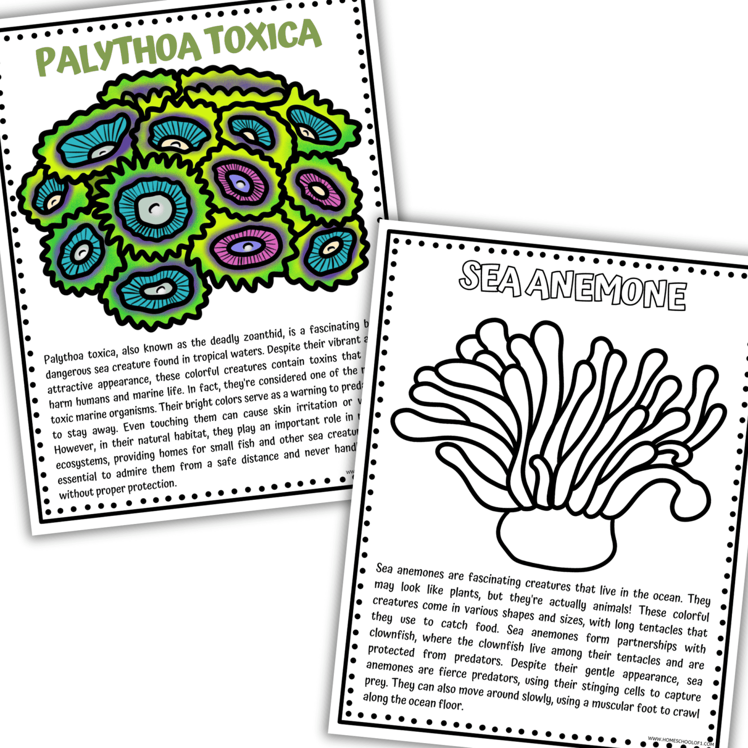 Coral Reef Worksheets – Printable Bundle for Kids